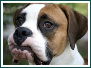 FLBR – Saving Boxers Since 2000